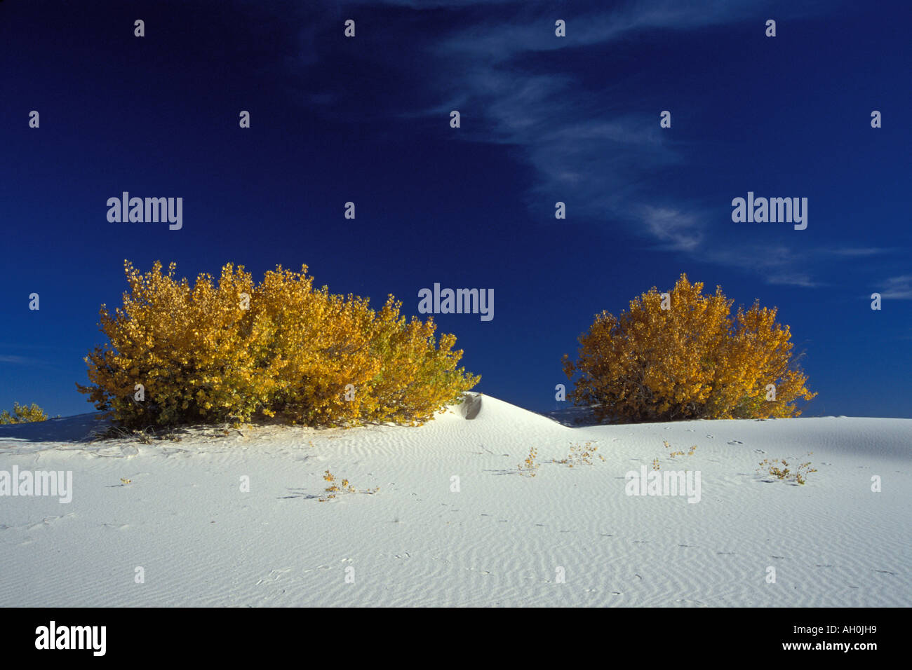narrowleaf cottonwood Populus deltoides trees in fall colors in White ...