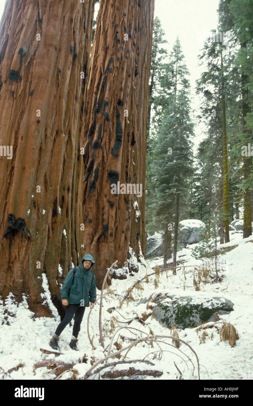 giant sequoia Sequoiadendron giganteum and hiker in Sequoia and Kings ...