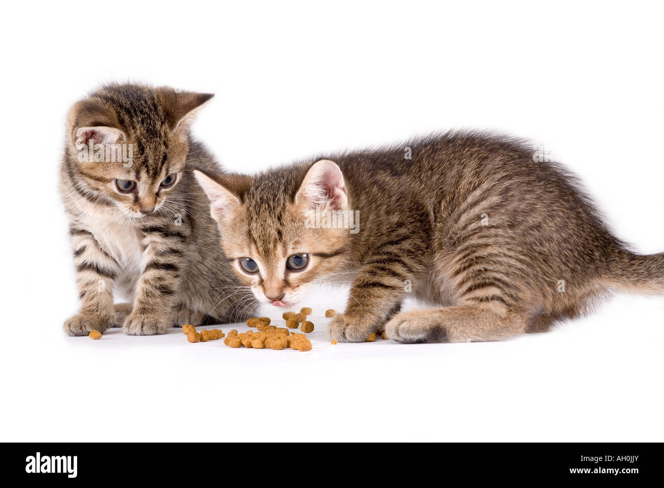 two eating kittens Stock Photo - Alamy