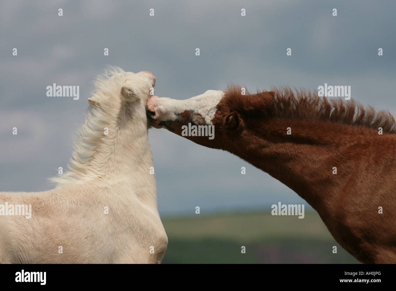 One foal biting another foals neck Stock Photo - Alamy