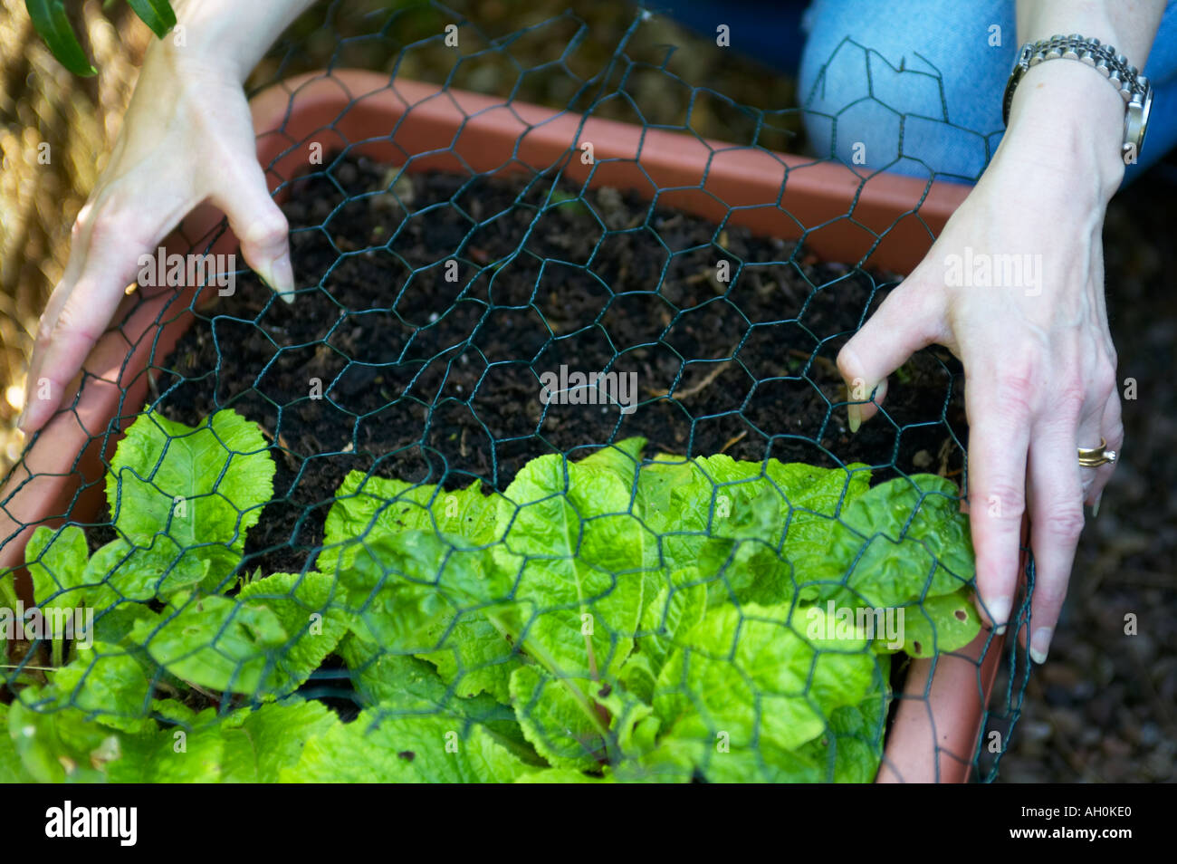 covering plants with wire netting to prevent cats from soiling plant ...