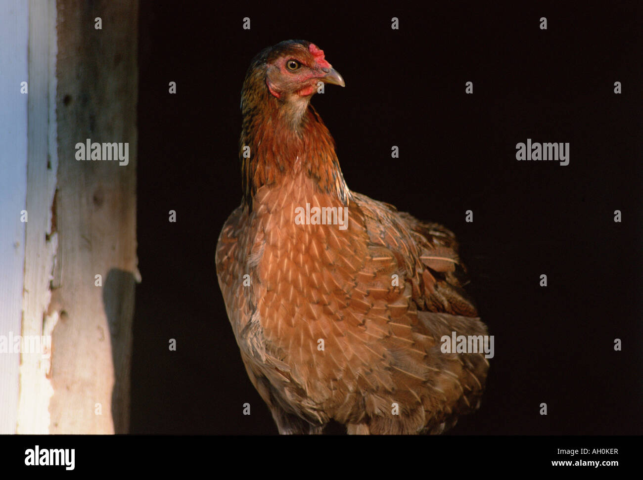 chicken in barn window Stock Photo - Alamy