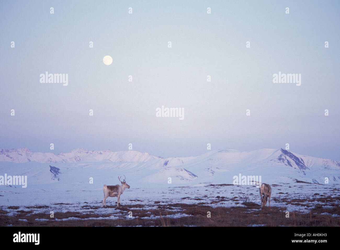 barren ground caribou Rangifer tarandus along the North Slope 1002 area ...