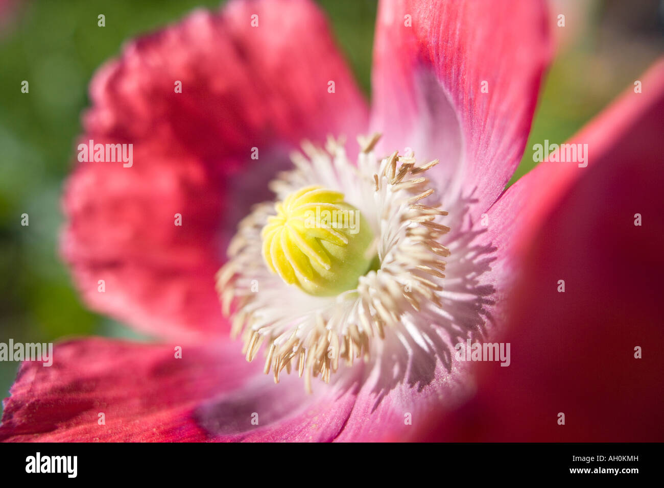 Poppy papaver somniferum single flower hi-res stock photography and ...