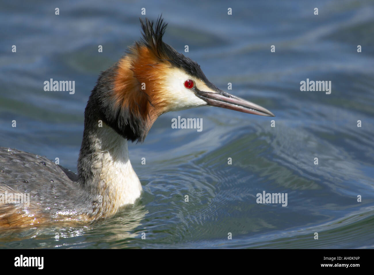 Great Crested Grebe Podiceps cristatus Stock Photo - Alamy