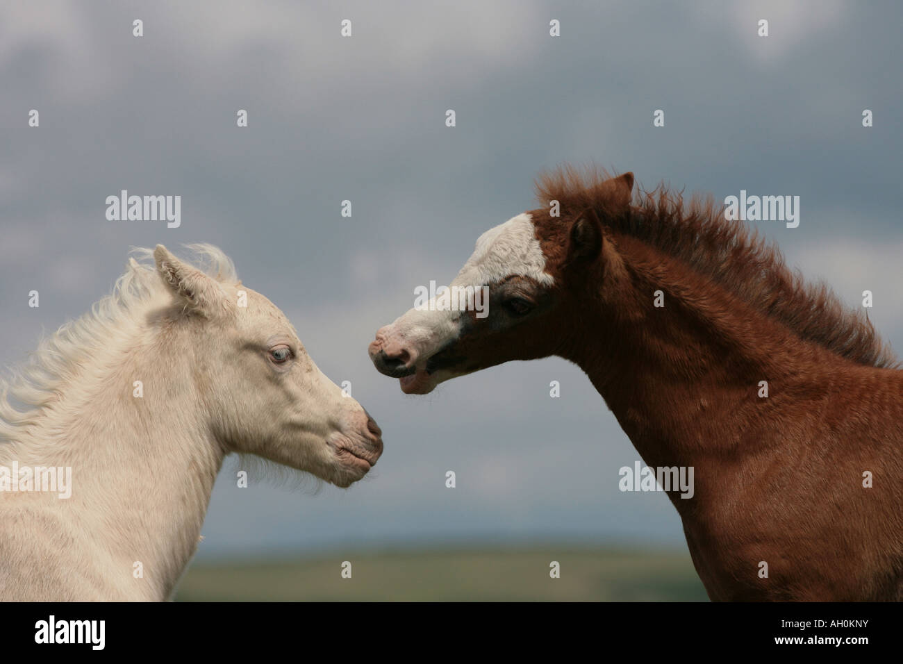 Two foals looking at each other Stock Photo - Alamy