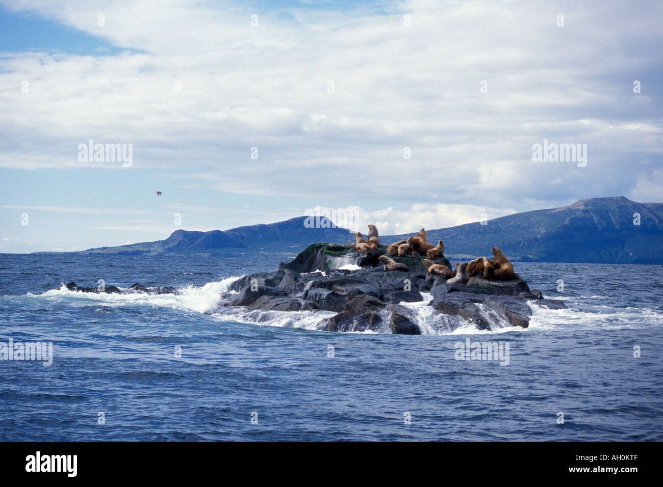 steller sea lion Eumetopias jubatus hauled out on rocks Resurrection ...