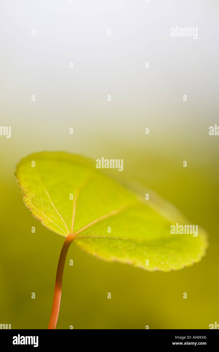 Young Emerging Leaf of Katsura Tree Cercidiphyllum japonicum Stock ...
