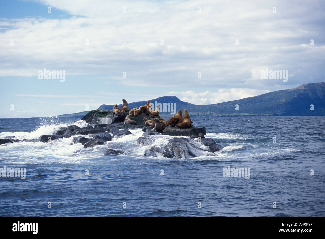 steller sea lion Eumetopias jubatus hauled out on rocks Resurrection ...