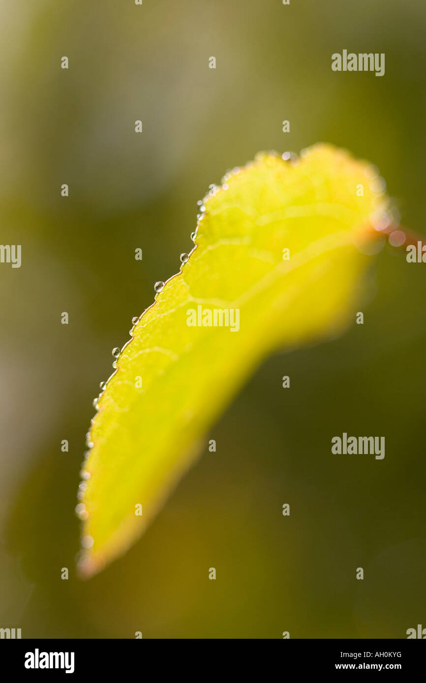 Young Emerging Leaf of Katsura Tree Cercidiphyllum japonicum Stock ...