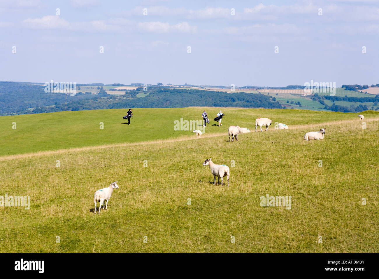 Sheep golf hi-res stock photography and images - Alamy