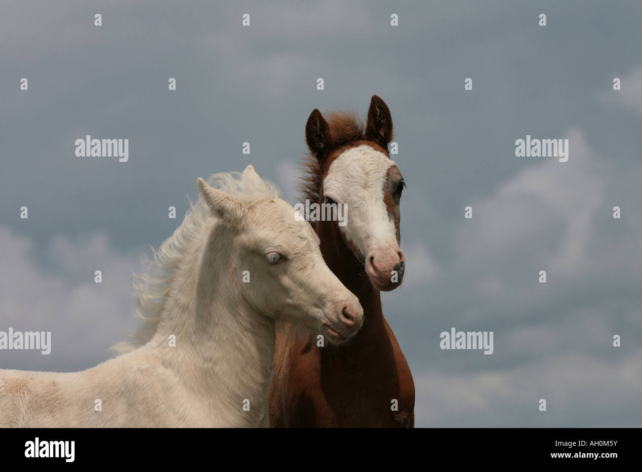 Two foals playing Stock Photo - Alamy