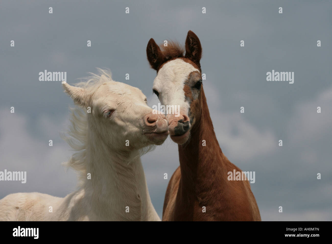 Two foals playing Stock Photo - Alamy