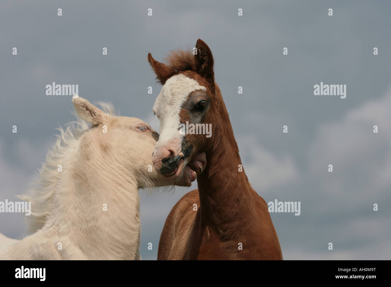 Two foals playing Stock Photo - Alamy