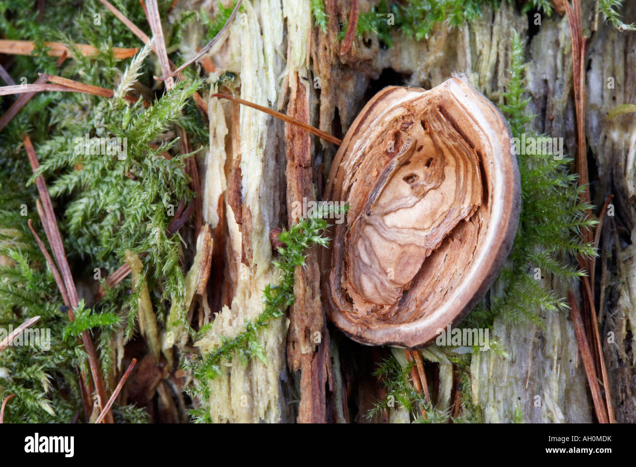 Close up of old tree trunk showing woodland litter Stock Photo - Alamy