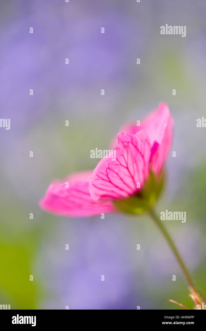 Single Hardy Pink Geranium Flower "Geranium oxonianum Stock Photo - Alamy