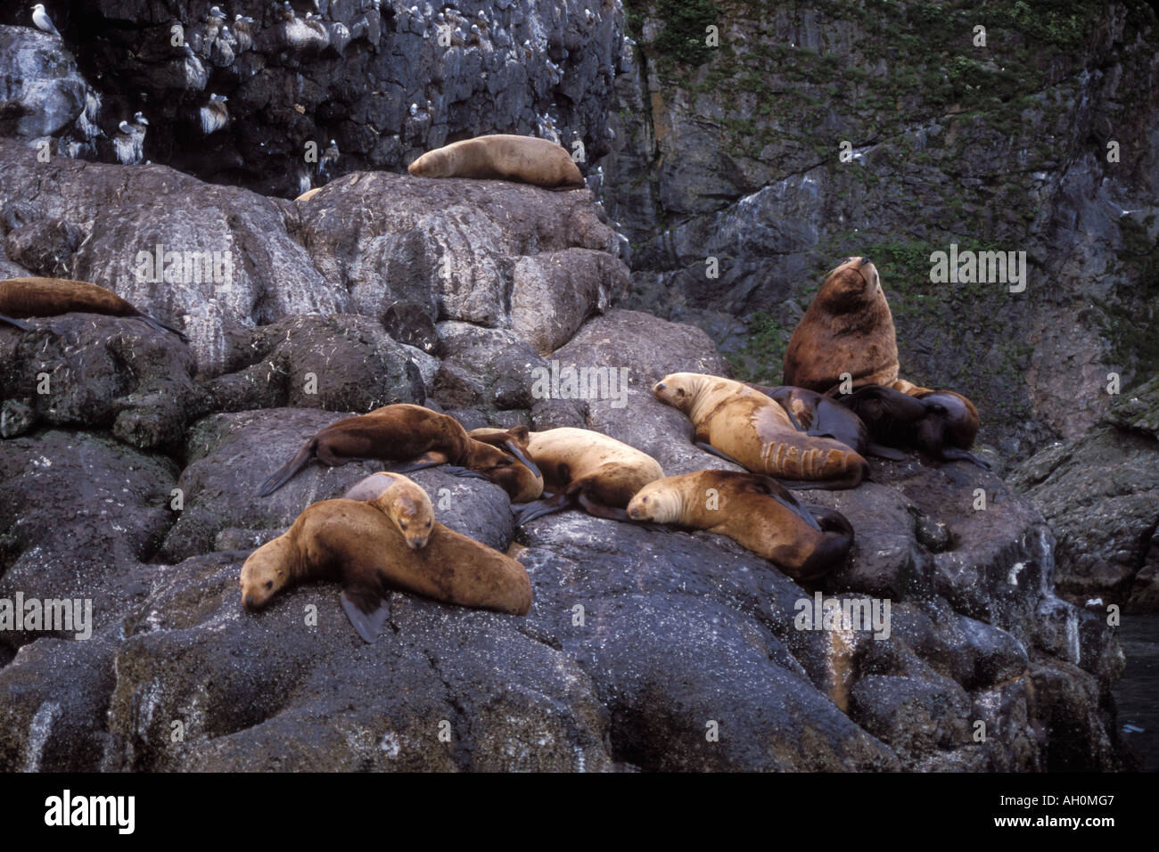 steller sea lion Eumetopias jubatus bull and his harem Resurrection Bay ...