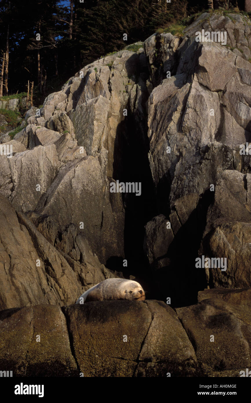 steller sea lion Eumetopias jubatus hauled out on rocks Resurrection ...