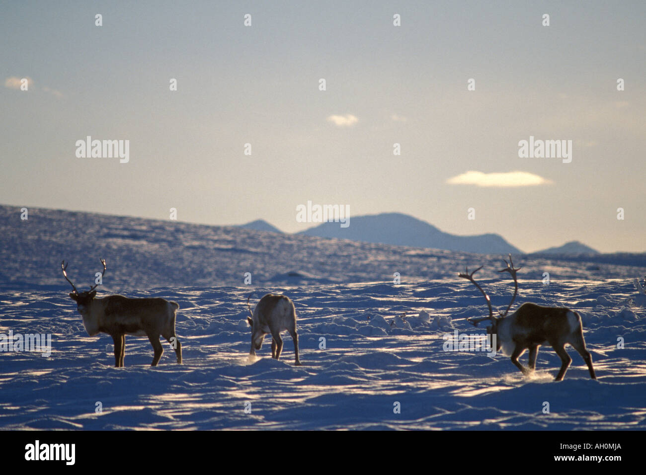barren ground caribou Rangifer tarandus along the North Slope of the ...