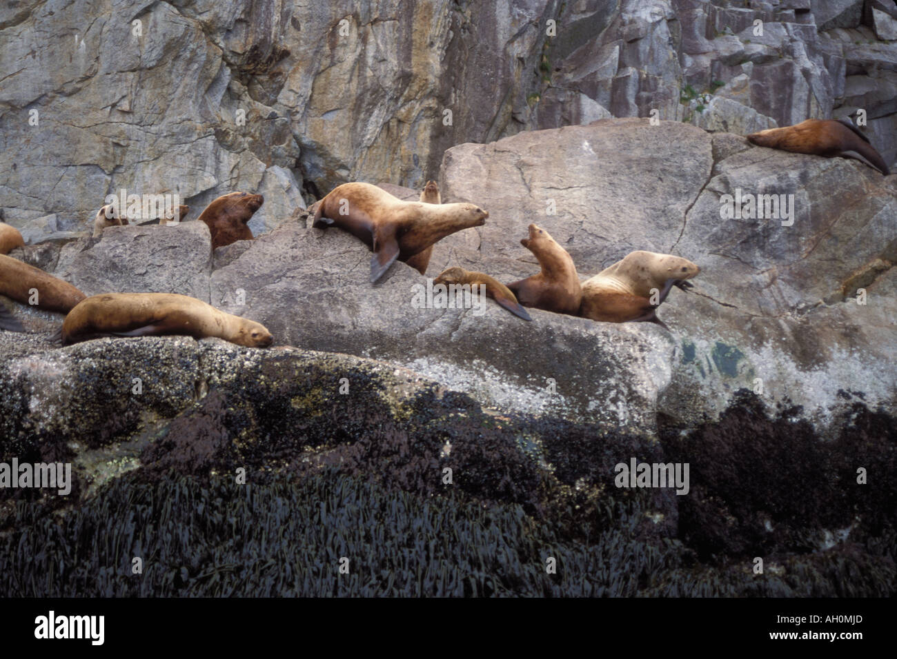 steller sea lion Eumetopias jubatus hauled out on rocks Resurrection ...