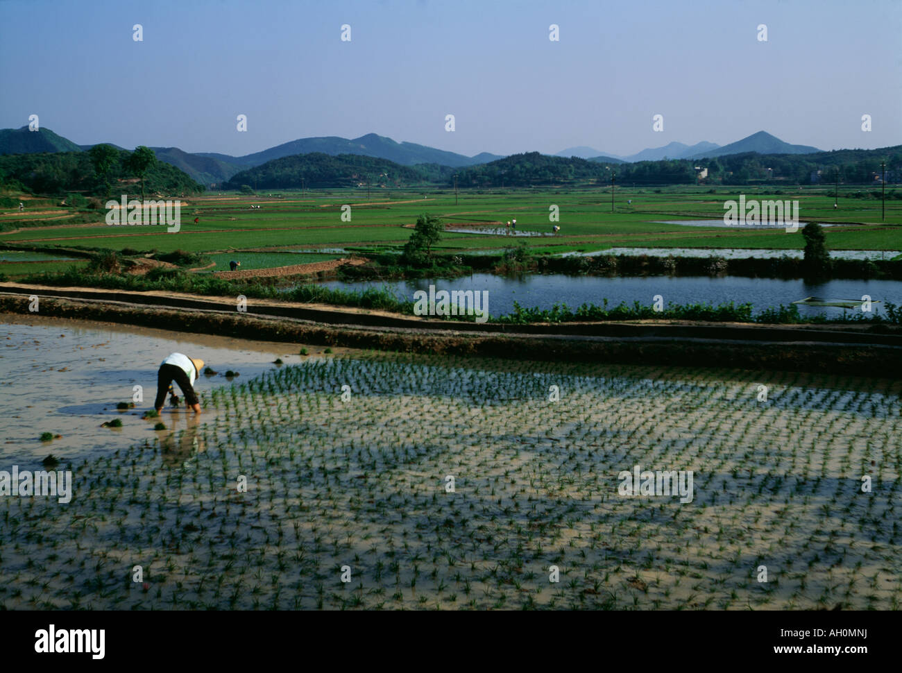 Hunan rice planting hi-res stock photography and images - Alamy
