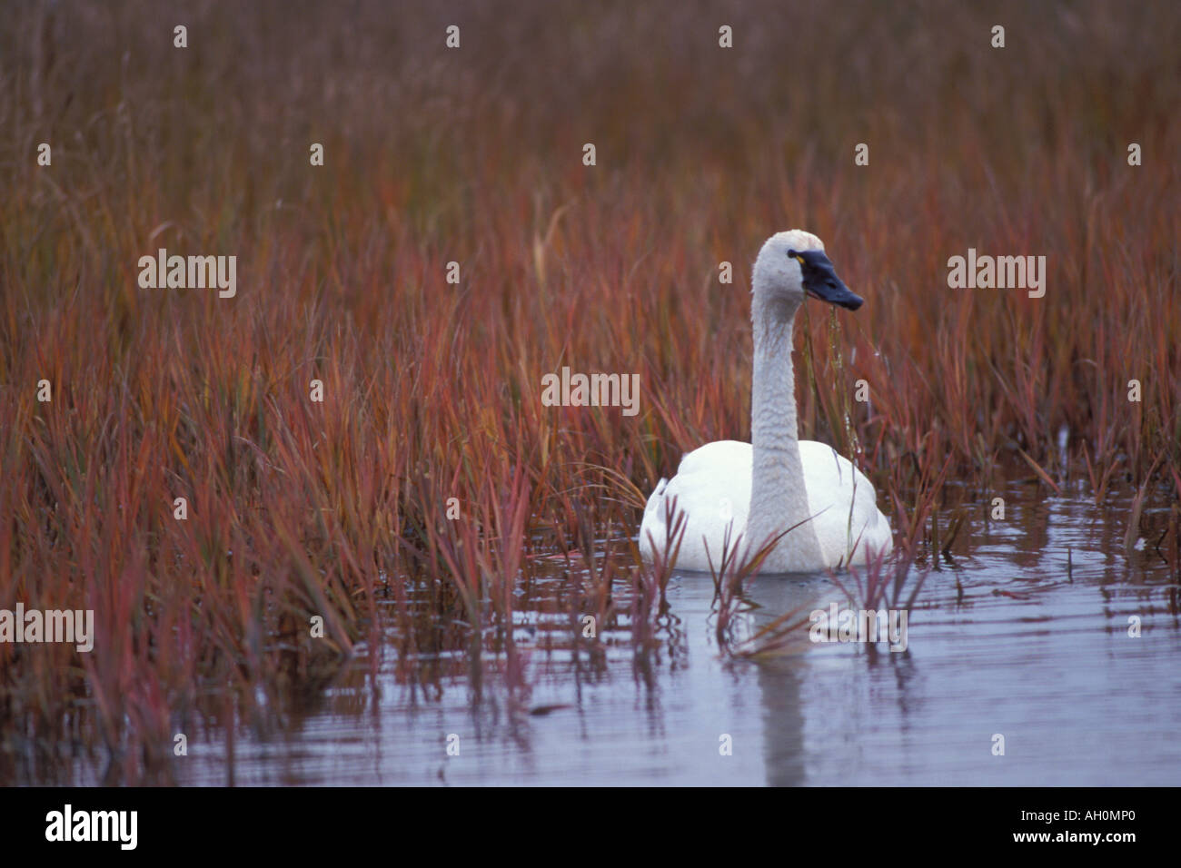 Fall aquatic tundra colors hi-res stock photography and images - Alamy