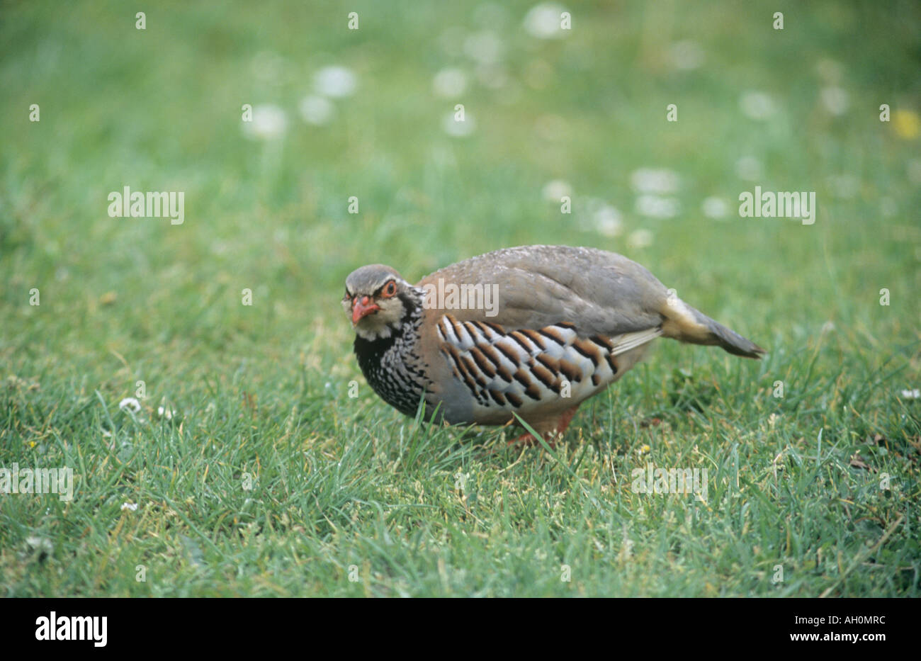 Red legged partridge Alectoris rufa Stock Photo - Alamy