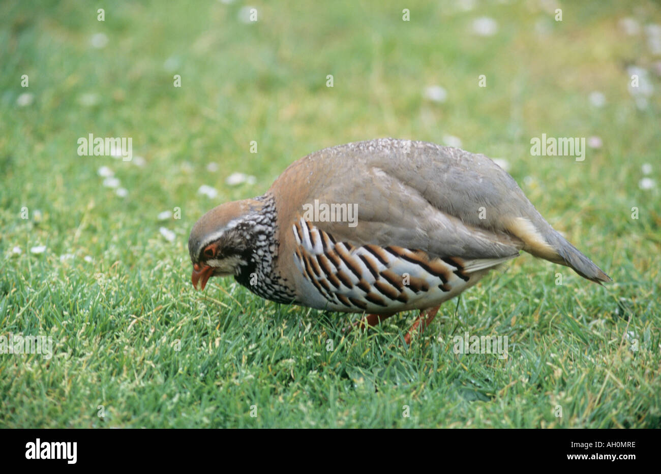 Red legged partridge Alectoris rufa pecking Stock Photo - Alamy