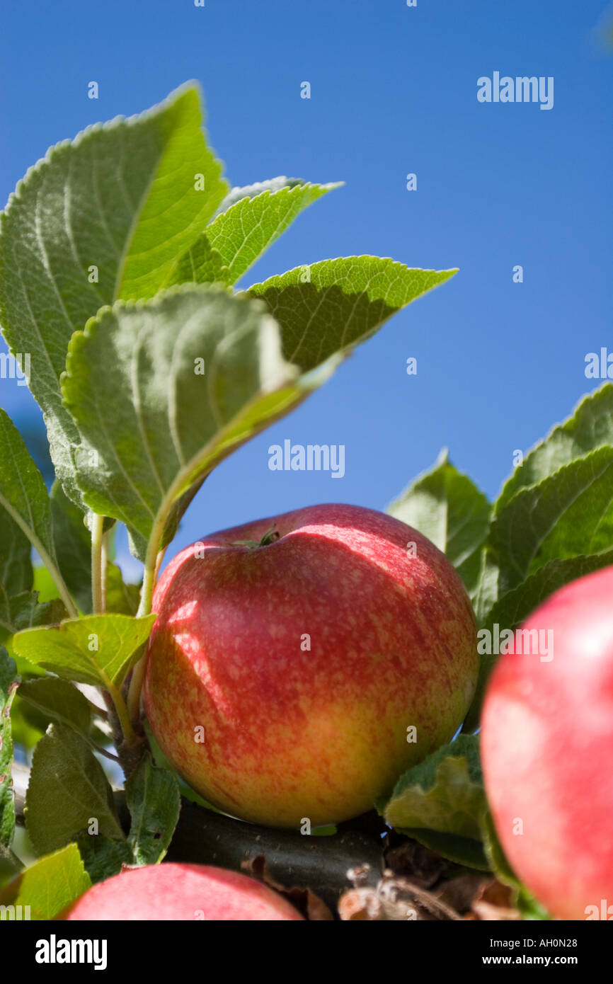 Rosy apples growing hi-res stock photography and images - Alamy