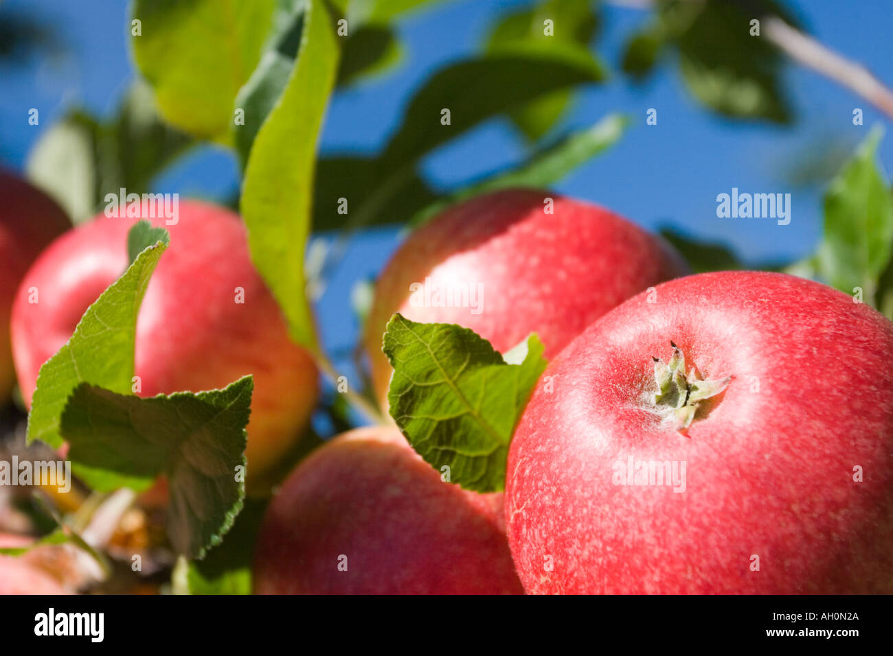 Apples growing on tree Stock Photo - Alamy