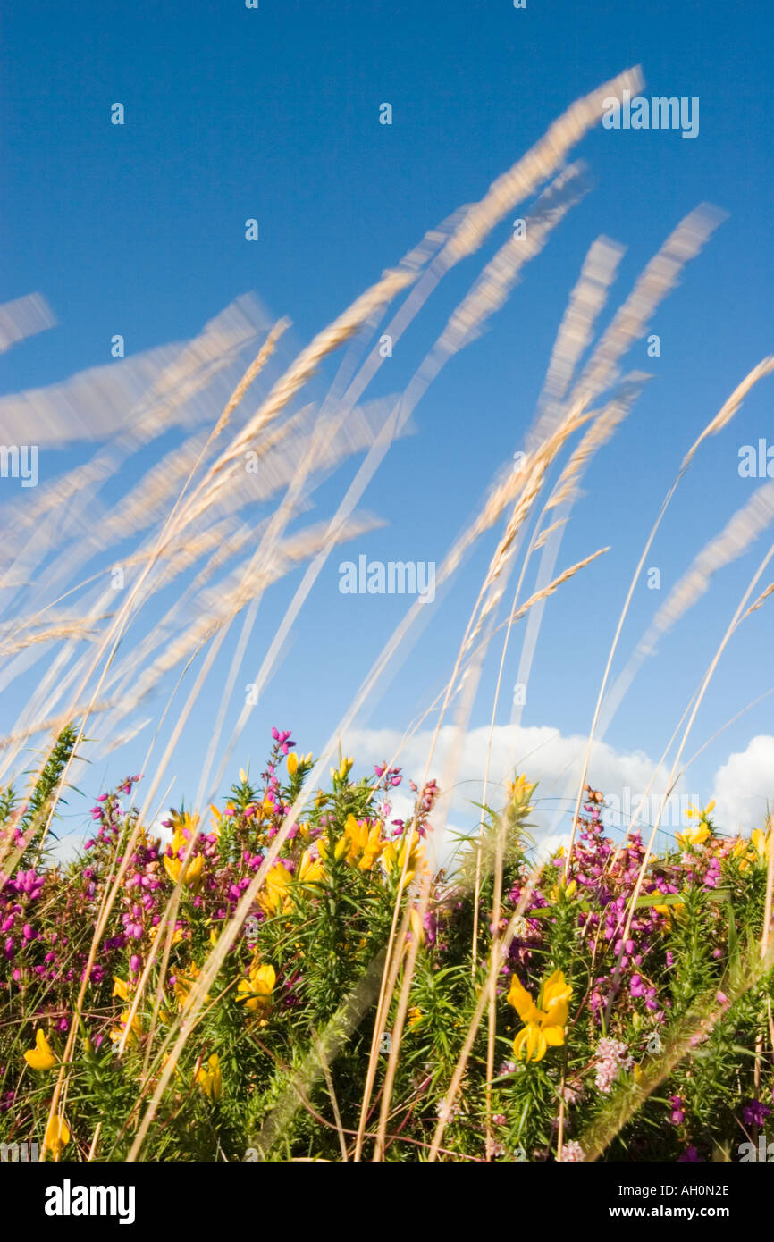 Wind blown grass Stock Photo - Alamy