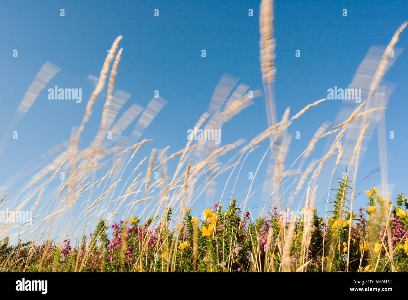 Wind blown grass Stock Photo - Alamy