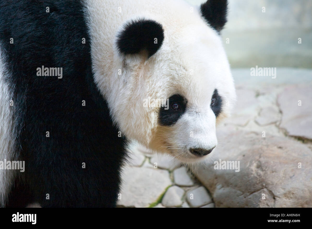 The pandas of the Chiang Mai Zoo in Chiang Mai Thailand Stock Photo - Alamy