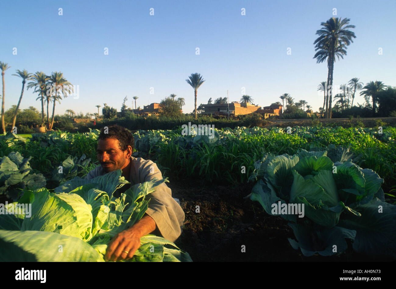 Egyptian Farmer High Resolution Stock Photography and Images - Alamy
