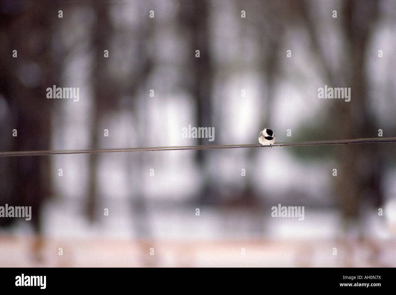 chickadee on wire Stock Photo - Alamy