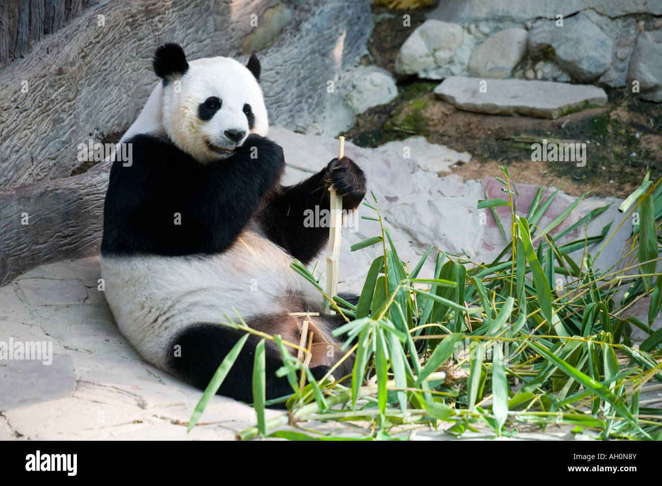 The pandas of the Chiang Mai Zoo in Chiang Mai Thailand Stock Photo - Alamy