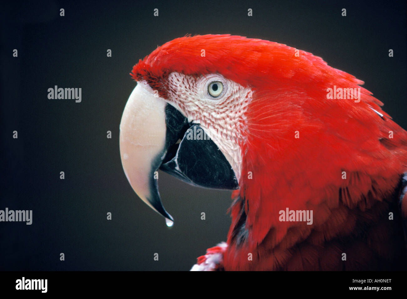 Portrait dara rouge ara macao alone hi-res stock photography and images ...