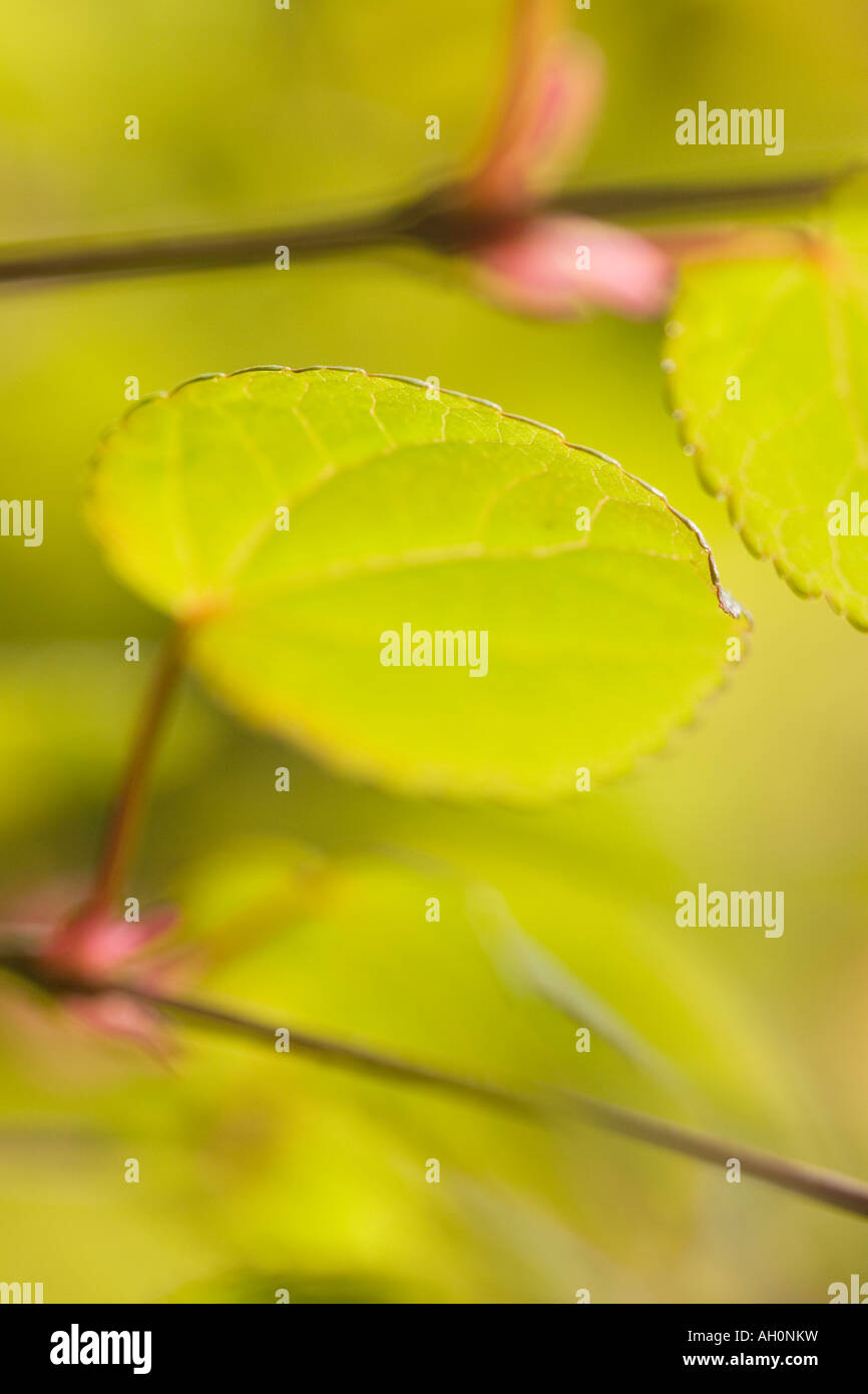 Young Emerging Leaves of Katsura Tree Cercidiphyllum japonicum Stock ...