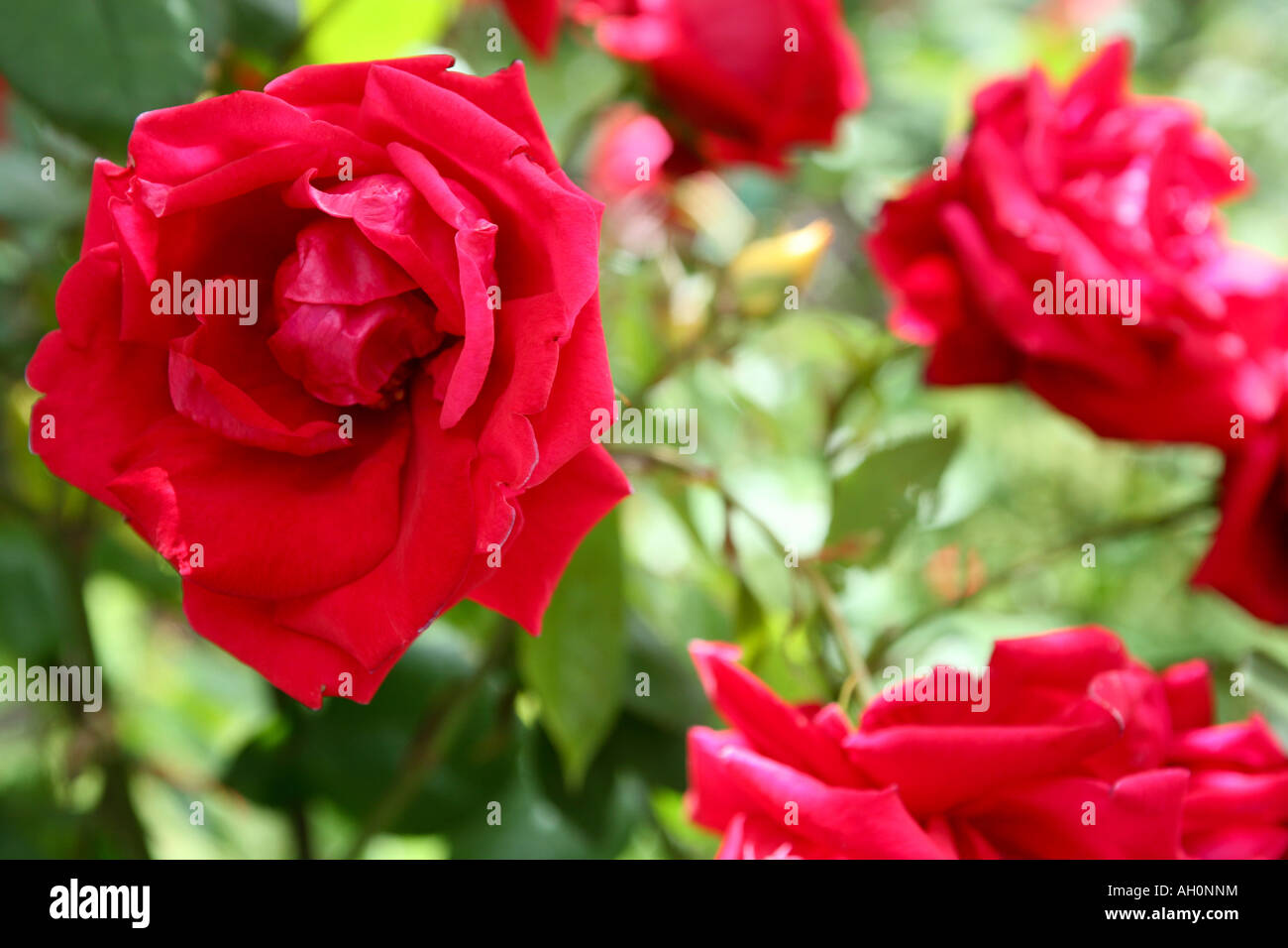 Rose garden botanic gardens christchurch hi-res stock photography and ...
