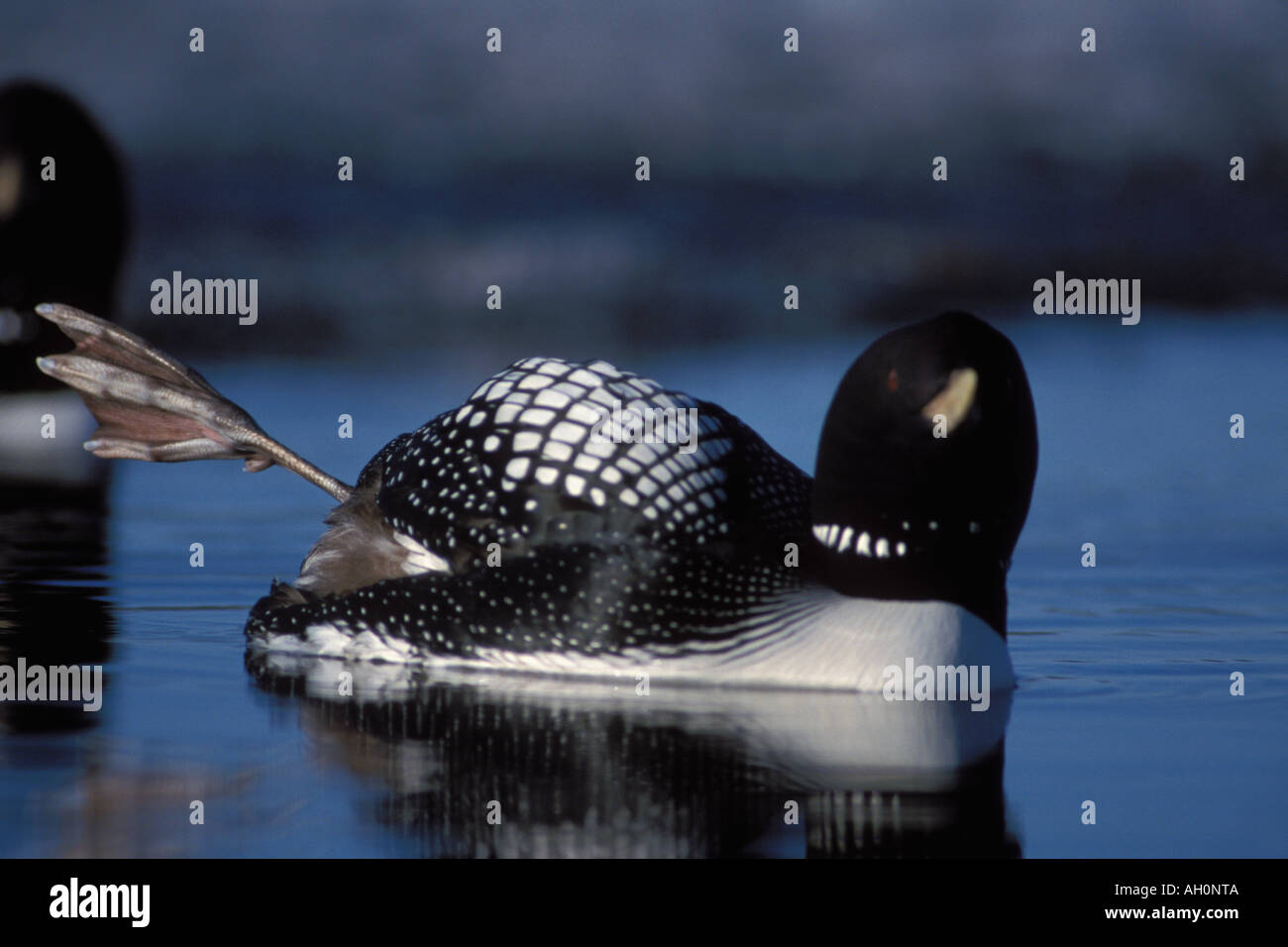 yellow billed loon Gavia adamsii stretching its leg 1002 area of the ...