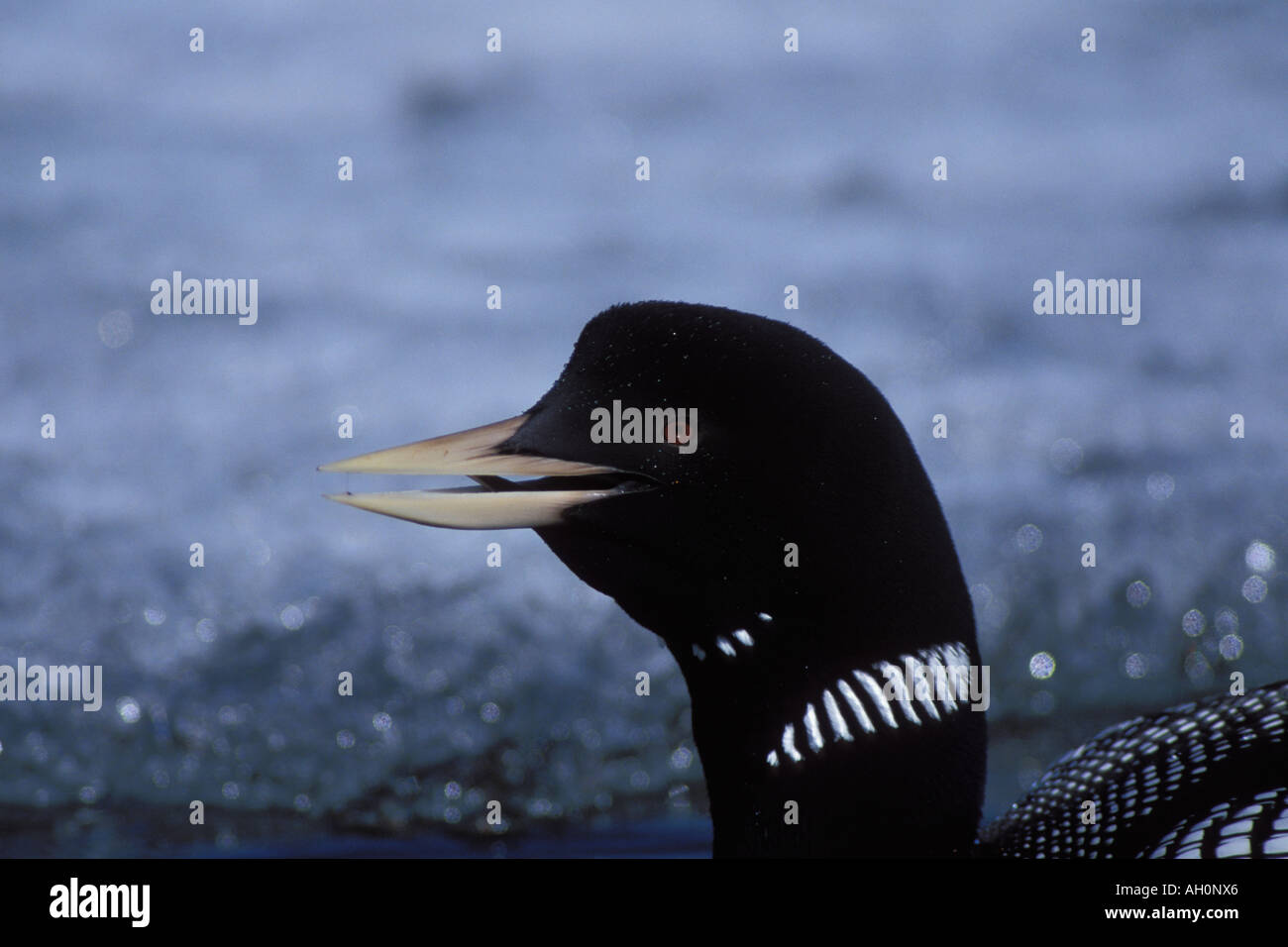 Lakes edge first ice free area hi-res stock photography and images - Alamy