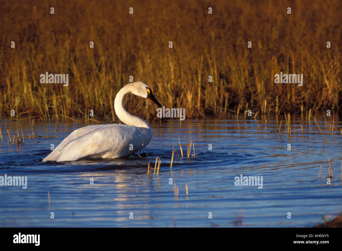 Swan coastal plain hi-res stock photography and images - Alamy