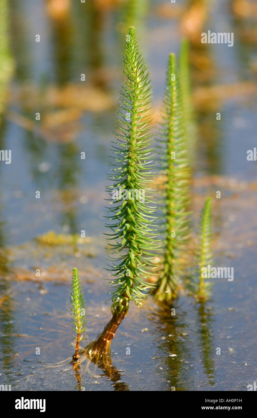 Oxygenating hi-res stock photography and images - Alamy