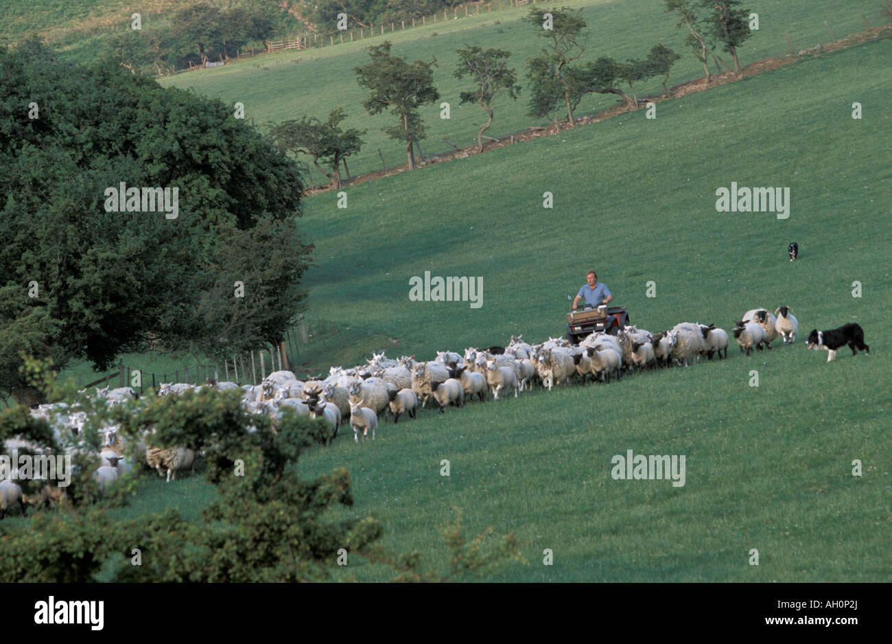 Bike shepherds hi-res stock photography and images - Alamy
