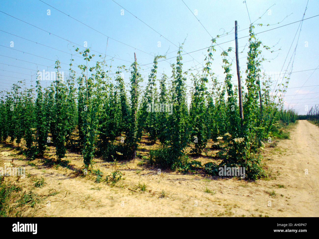 Growing hops kent hi-res stock photography and images - Alamy