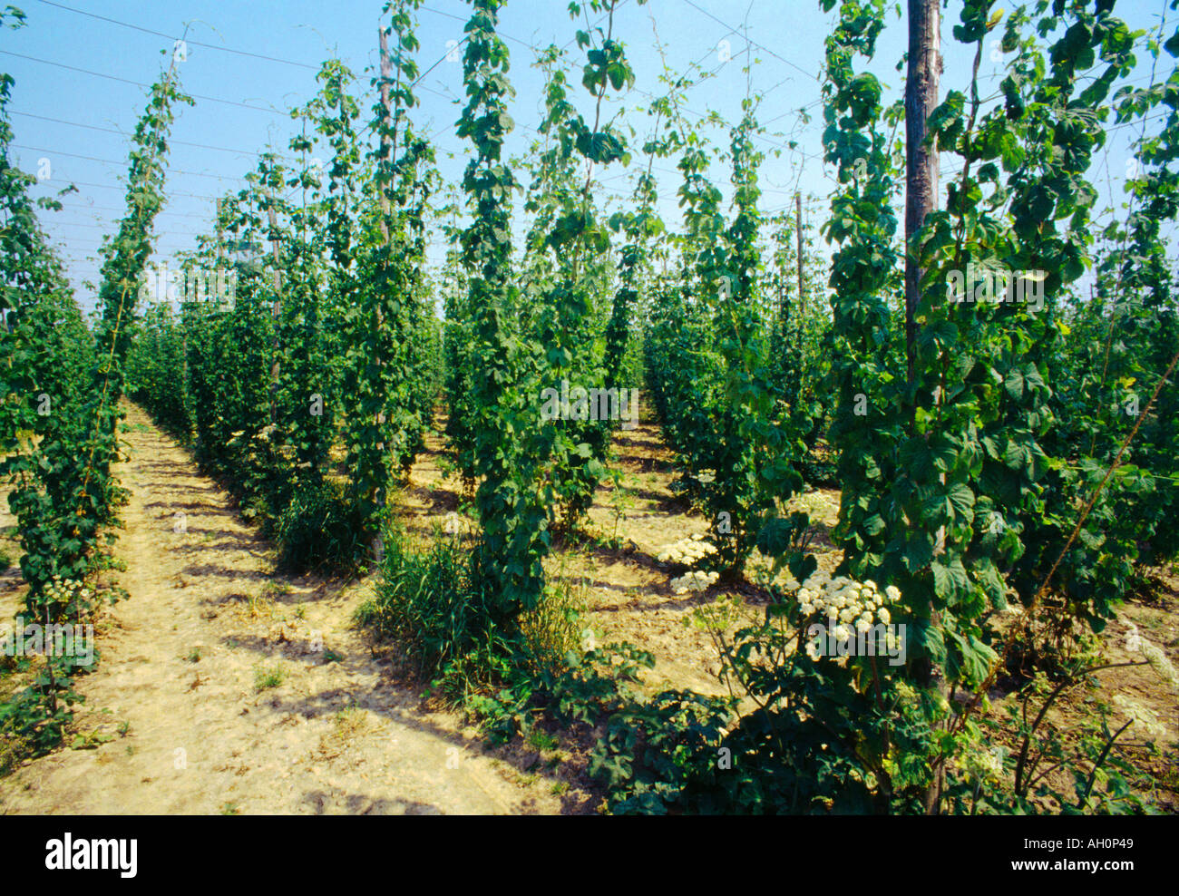 Growing hops kent hi-res stock photography and images - Alamy