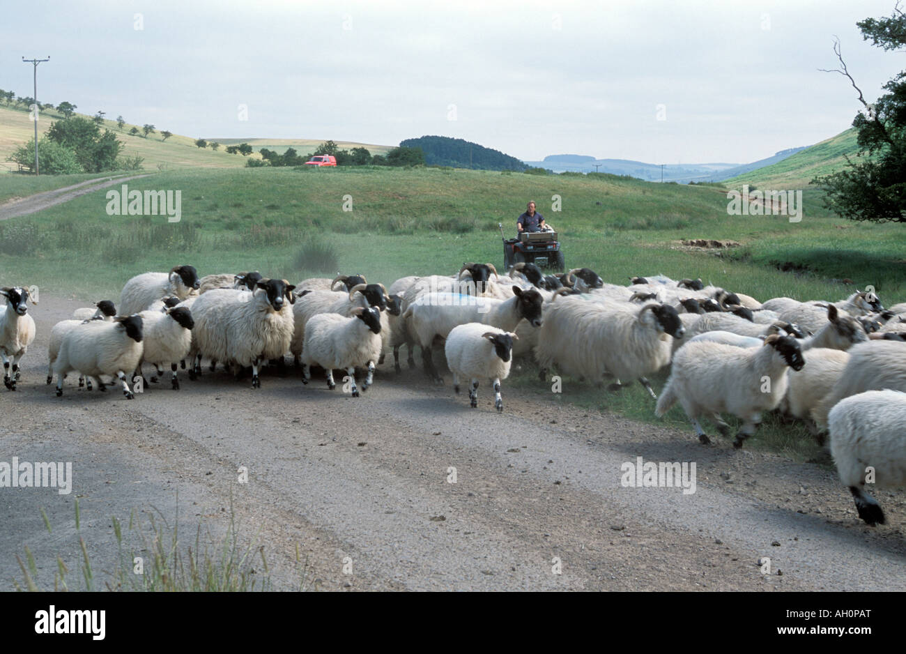 Shepherd and dogs gathering sheep Stock Photo - Alamy