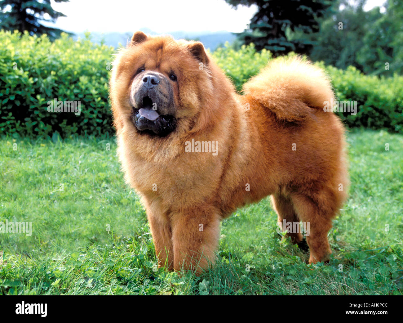 Chow Chow dog standing on grass PR9054 Stock Photo - Alamy