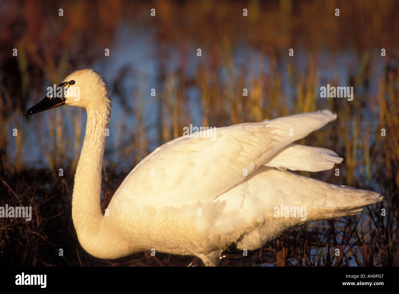 Swan coastal plain hi-res stock photography and images - Alamy