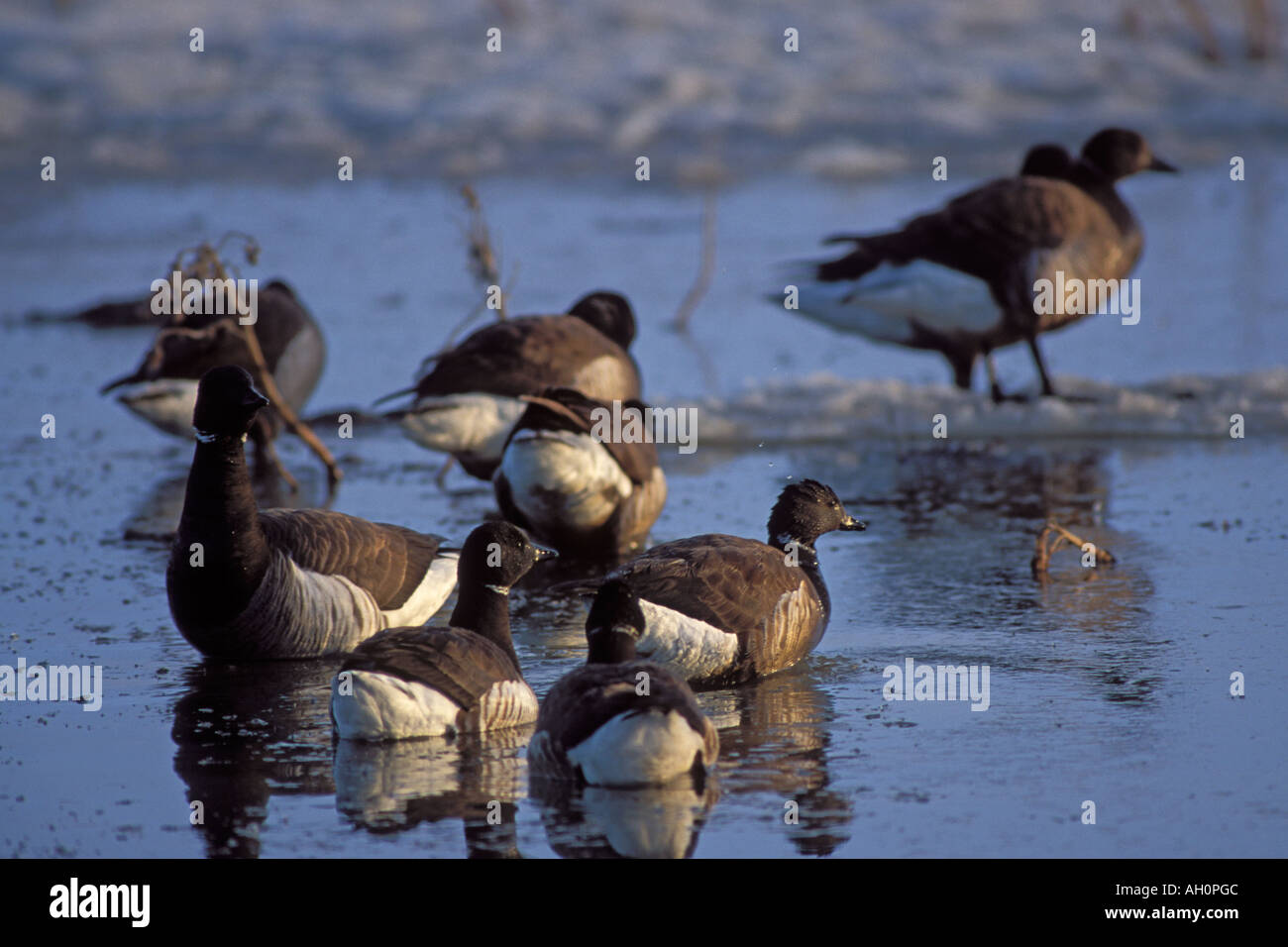 brant geese Brant bernica in a wetland on the 1002 coastal plain of the ...